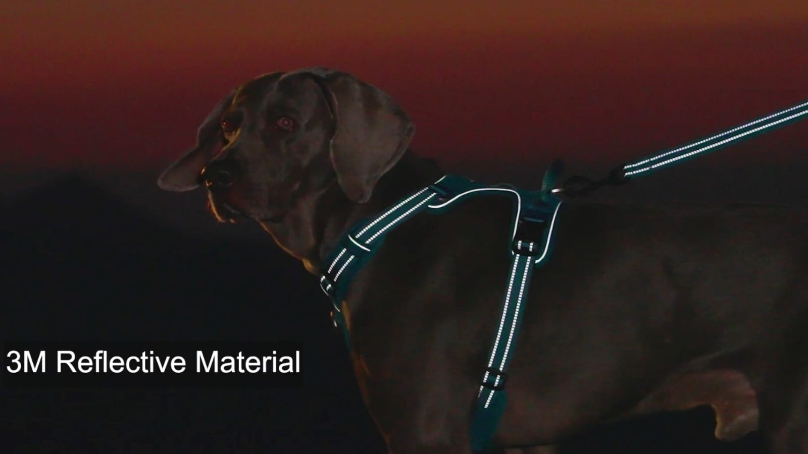 How Reflective Gear is Changing Night Walks - Truelove pet outdoor products