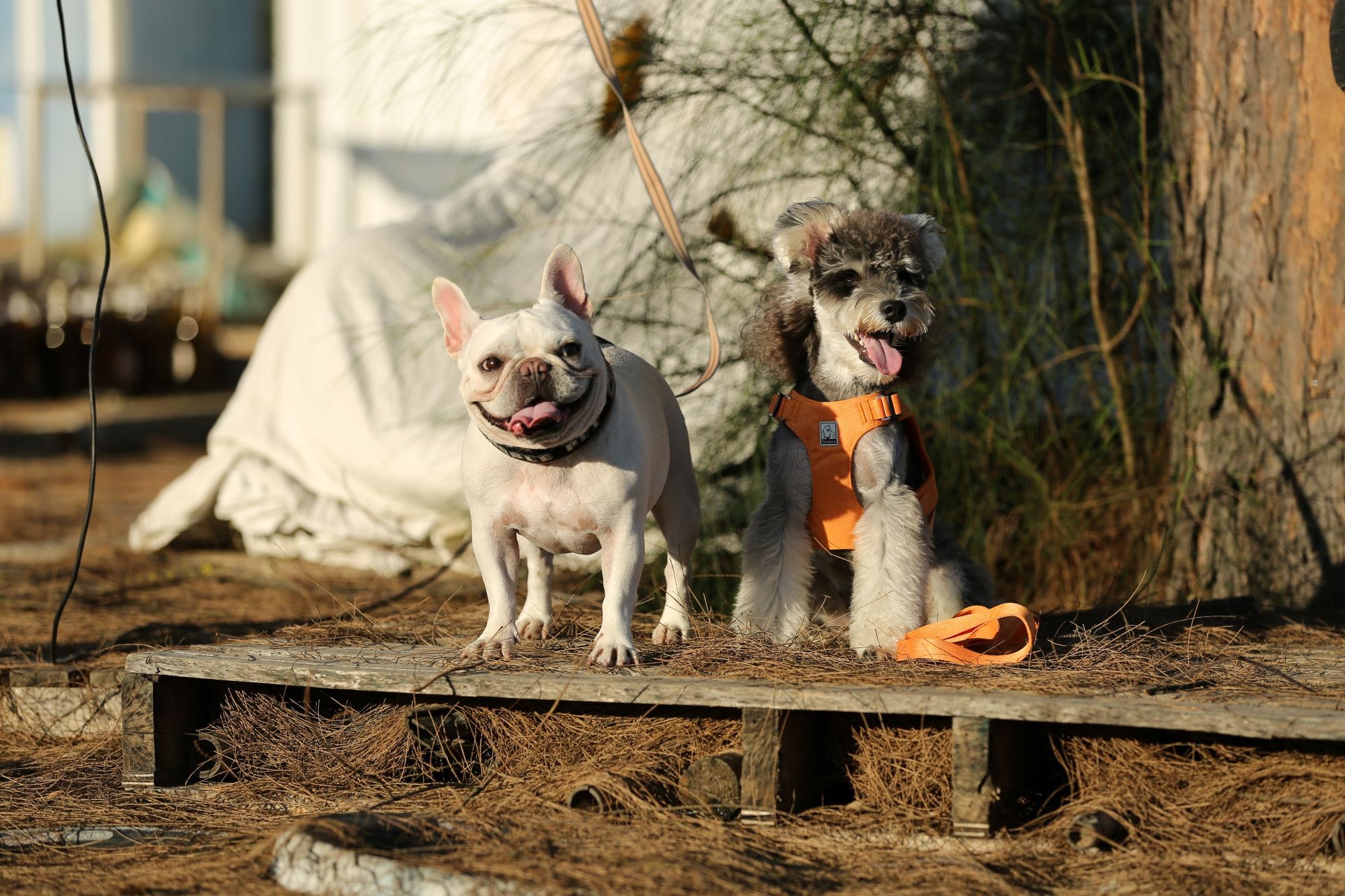 A Guide for Dog Owners - Truelove pet outdoor products