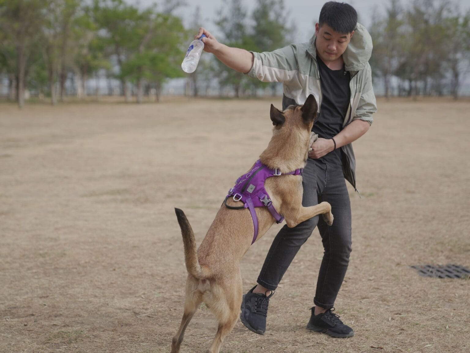 Understanding and Resolving Small Dog Biting - Truelove pet outdoor ...
